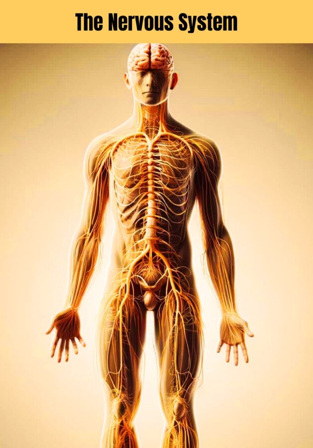 Body parts name: A comprehensive list of body parts